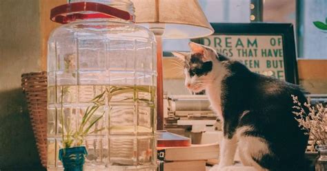 Jonathan Paz On Linkedin Top 10 Libraries Every Java Developer Should Know