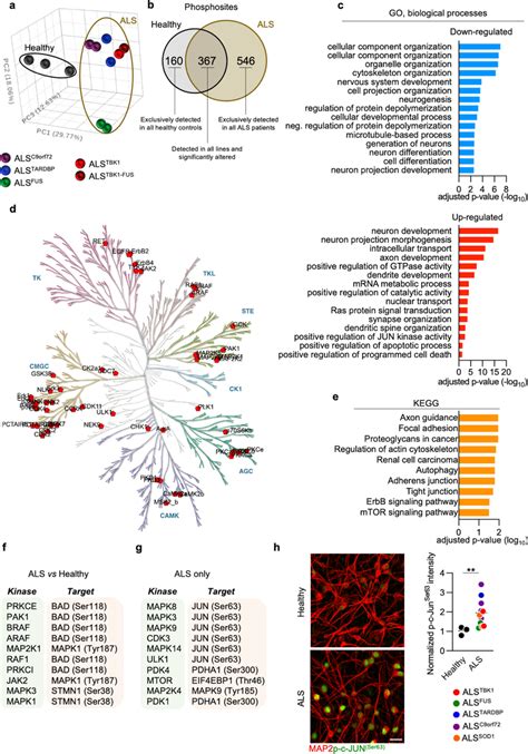 Phosphoproteome Analysis Highlights Convergent Jun Activation In Als A Download Scientific