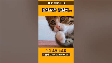 고양이가 놀란이유 Youtube