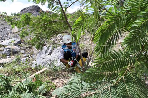 Kaliandra Merah Energi Pengganti Batubara Antara Foto