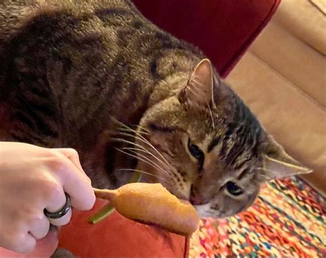 Richie Boy Is Good Boy Cats Best Boys Richie Boy Is Good Boy Cats Best Boys