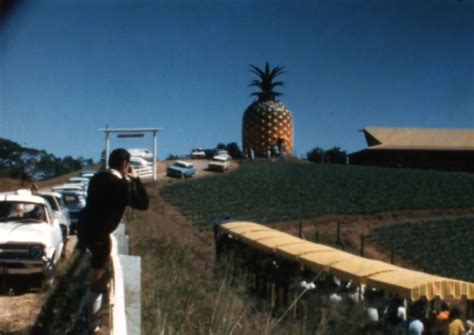 The Big Pineapple A Sweet Slice Of Queensland History State Library