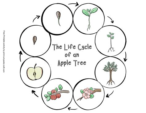 Tree Life Cycle Diagram Stages Apple Tree Growth Stock Illustrations