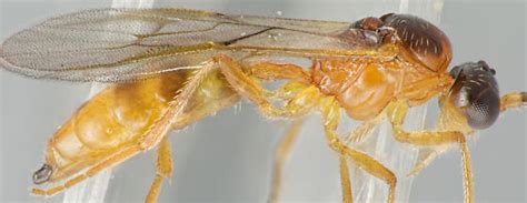 Aphidius Bugguidenet