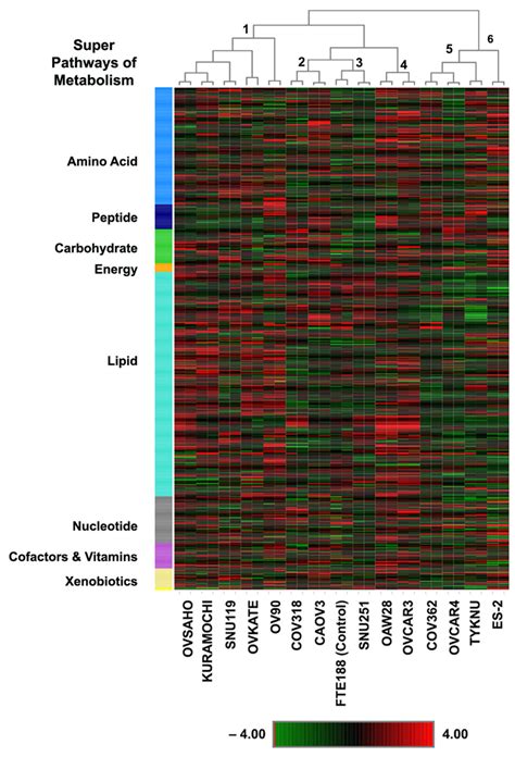 Heatmap Of Differential Metabolites In Hgsoc Cell Lines Similarities Download Scientific