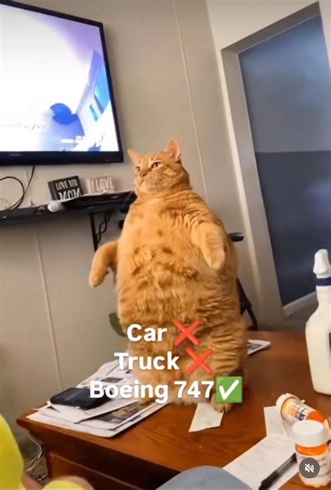 602 Best Caseoh Images On Pholder Caseoh Death Battle Matchups And