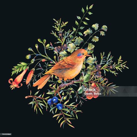 새 전나무 가지 열매 나 방 펀 꽃과 가지 자연 그림 검은 배경에 고립 된 수채화 빈티지 꽃 숲 인사말 카드 디자인 초대장 겨울에 대한 스톡 벡터 아트 및 기타 이미지