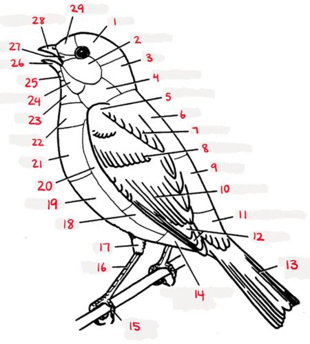 Bird Morphology Flashcards Quizlet