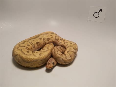 Caramel Clown Ball Python By Passion Pythons Morphmarket