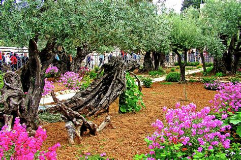 Olive Trees In Gethsemane Olive Trees Biblical Garden Gethsemane Where