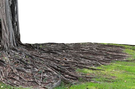 흰 배경에 고립 된 잔디 녹색 자연에 아름답게 퍼지는 줄기와 뿌리가있는 큰 나무 클리핑 경로 포함 0명에 대한 스톡 사진 및 기타 이미지 Istock