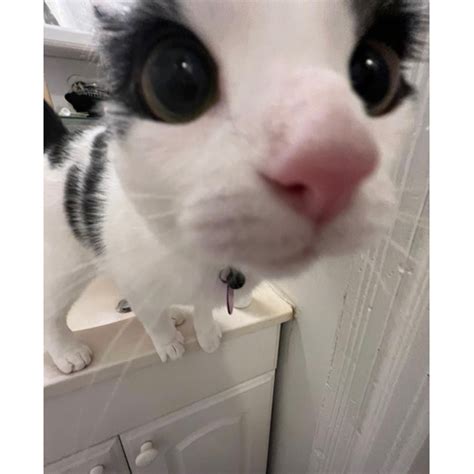 Sticker Maker Miaou