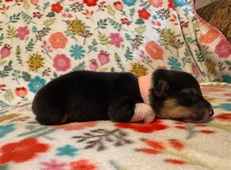 Lightning Jp Corgi Ranch