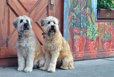 Soft Coated Wheaten Terrier Puppies Soft Coated Wheaten Terriers