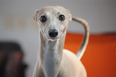 Pequeno Galgo Italiano Hafiki Paulo Bulbol Flickr