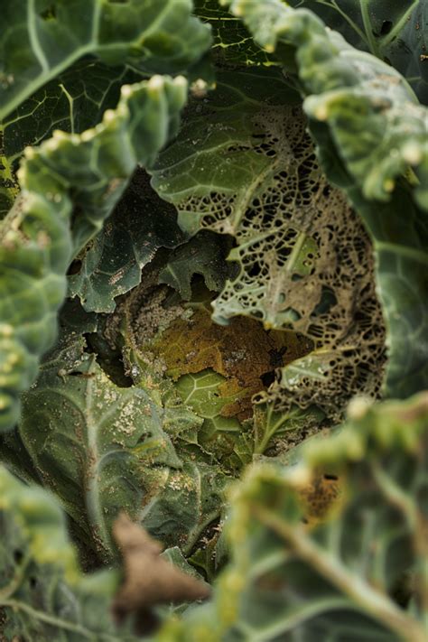 The Silent Saboteurs Unveiling Fungal Diseases Of Cabbage