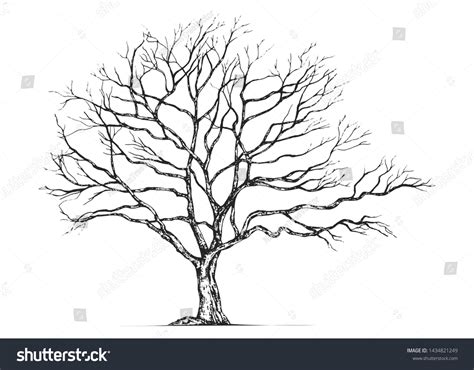 Tree Branch Drawing
