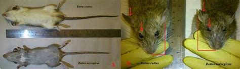 Rattus Rattus And R Norvegicus External View Including Morphologic