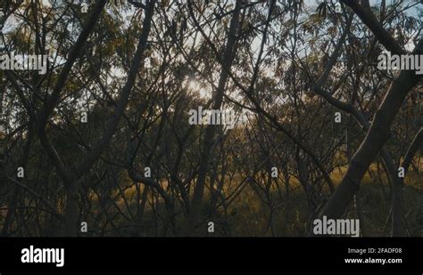 Thin Tall Trees Stock Videos And Footage Hd And 4k Video Clips Alamy