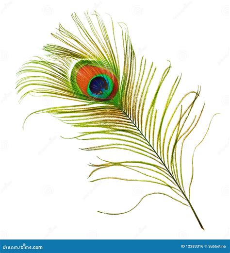 Peacock Feather Stock Image 10560715