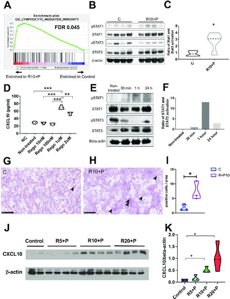 Combined Treatment With Regorafenib With Antiprogrammed Cell Death Download Scientific Diagram