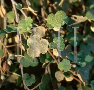 Horticopia® Fremontodendron X Ken Taylor Flannel Bush