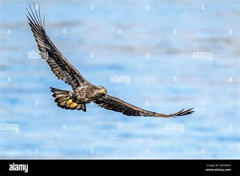 Bald Eagle Flying Close Up American Haliaeetus Leucocephalus Closeup