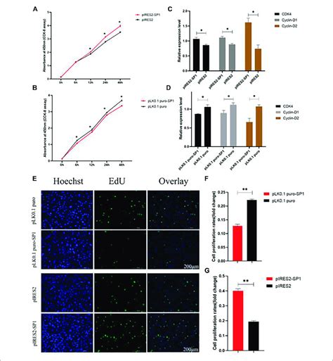 Transcription Factor SP1 Regulates The Proliferation Of Granulosa Download Scientific Diagram