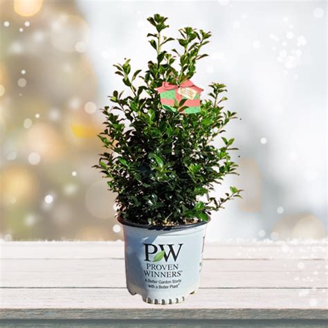 Holiday Castle Spire® Blue Holly Plant Addicts