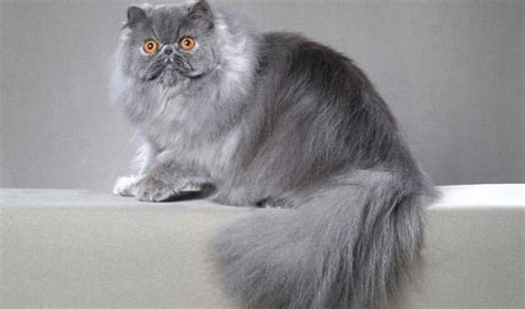 Persian Cat Colors And Patterns Full Guide My British Shorthair Cat