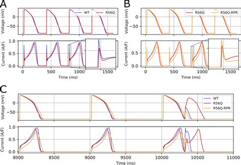 Model Predictions For Effects Of R56q And Rpr260243 On Action Potential