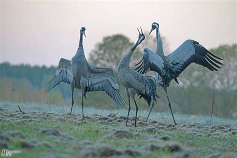 Prieš „sidabrines Gerves“ Apie Gervę Mūsų Ignalina