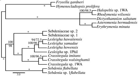 bayesian consensus tree derived from analysis of the combined ssu lsu