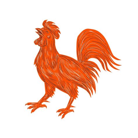 Chicken Rooster Crowing Drawing 11755164 Vector Art At Vecteezy