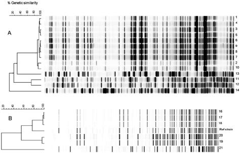Dendrogram Showing The Relatedness Of Aflp Patterns Aflp Patterns Of