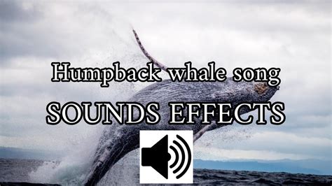 Humpback whale song🐳 - Effects sounds - YouTube