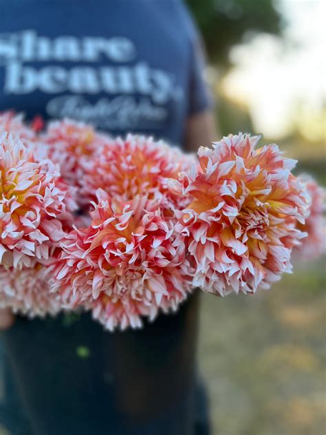 Bloomquist Amazing Dahlia Tuber Triple Wren Farms