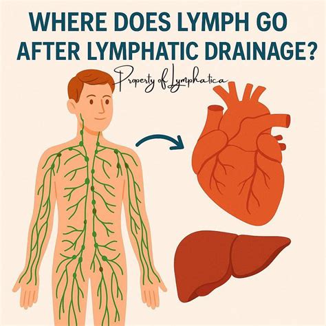 Lymphatica Where Does The Lymph Go After Drainage From Puff To Flush