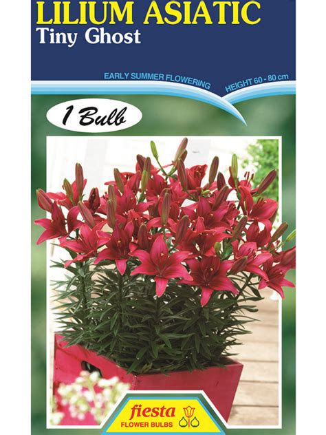Oderings Garden Centre Bulbs Lily Asiatic Tiny Ghost