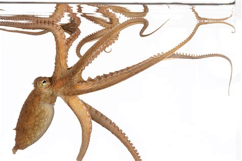 რვაფეხას საიდუმლოებანი