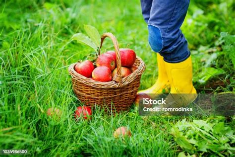 빨간 사과와 작은 아이 소년 또는 소녀에 유기 농장에 고무 장화 바구니의을 야외에서 유아 어린이 돕는 수확와 재미입니다 4 5