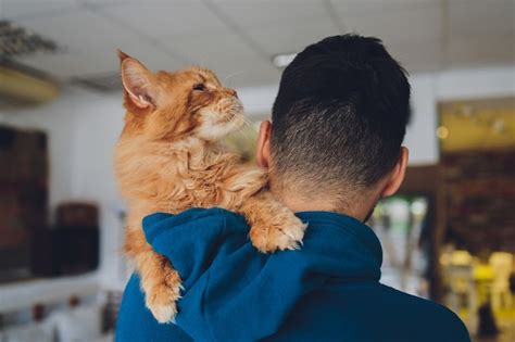 Premium Photo Young Man Holding Maine Coon Ginger Cat