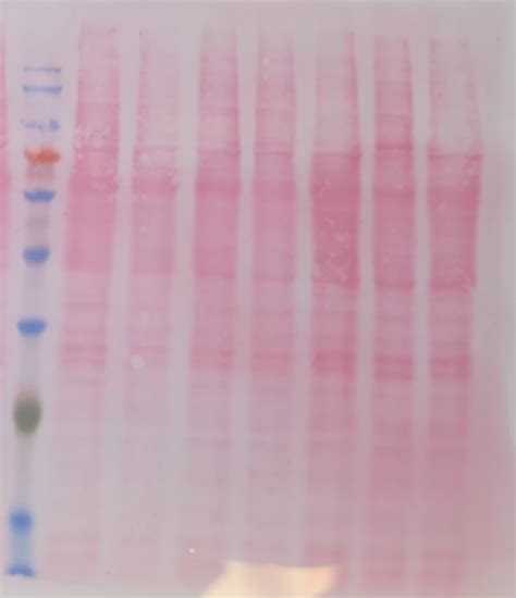 Prestained Protein Marker 10 180 Kda Pl00001 Proteintech