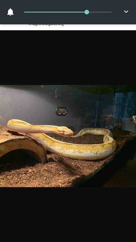 What Morph Is This Girl Ball Pythons Morphmarket Reptile Community