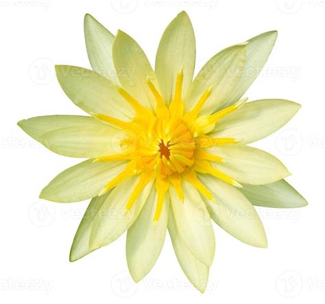 Yellow Lotus Flower Isolated On White With Clipping Path 17725090 Stock