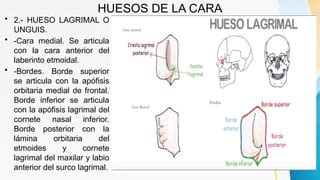 Huesos De La Cara Campo Hermosohcara Pptx