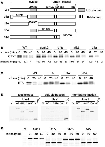 A Domain Structure Of Wild Type Usa1 And Various Deletion Mutants