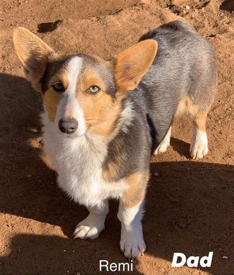 Lightning Jp Corgi Ranch Home Facebook