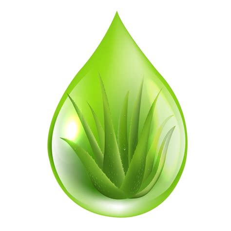 白い背景に分離されたアロエ ジュース アロエベラ プレミアムベクター
