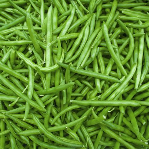 Programa Cultivo De Ejote Francés Agroindustrias Successo